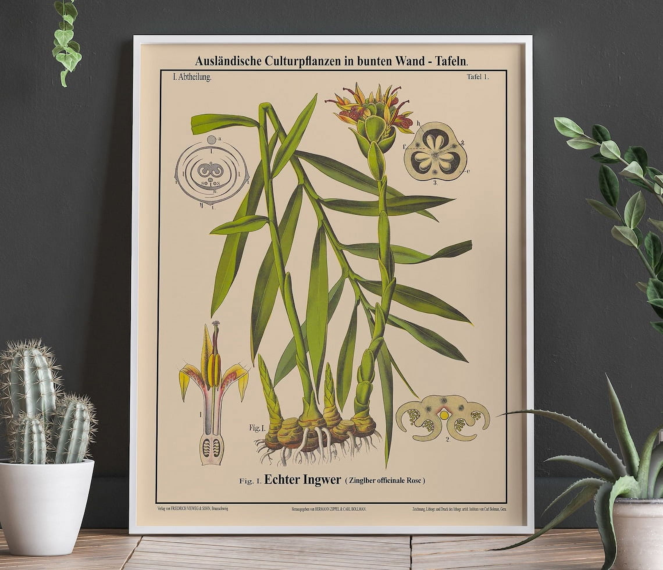 Ginger Botanical Print Ginger Wall Art Spices Print Kitchen Spices ...