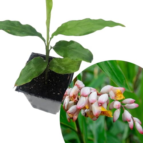 Ginger Cardamom Plant (Alpinia nutans) in 2.5 inch Pot | Live ...