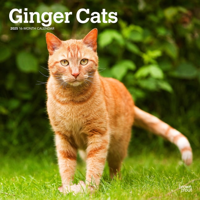 Ginger Cats | 2025 12x24" (Hanging) Square Wall Calendar | BrownTrout ...
