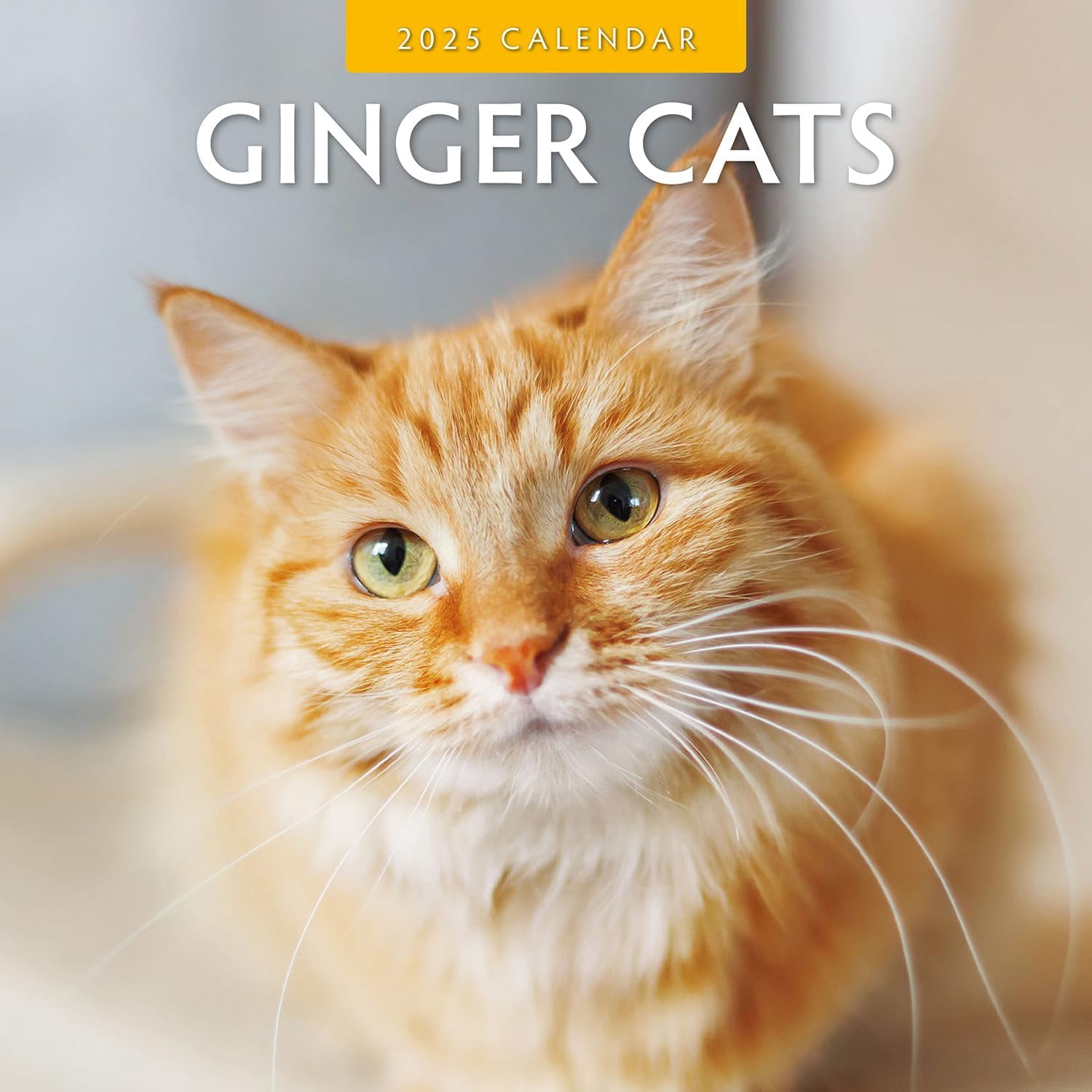 Ginger Cats 2025 Square Wall Calendar - Walmart.com