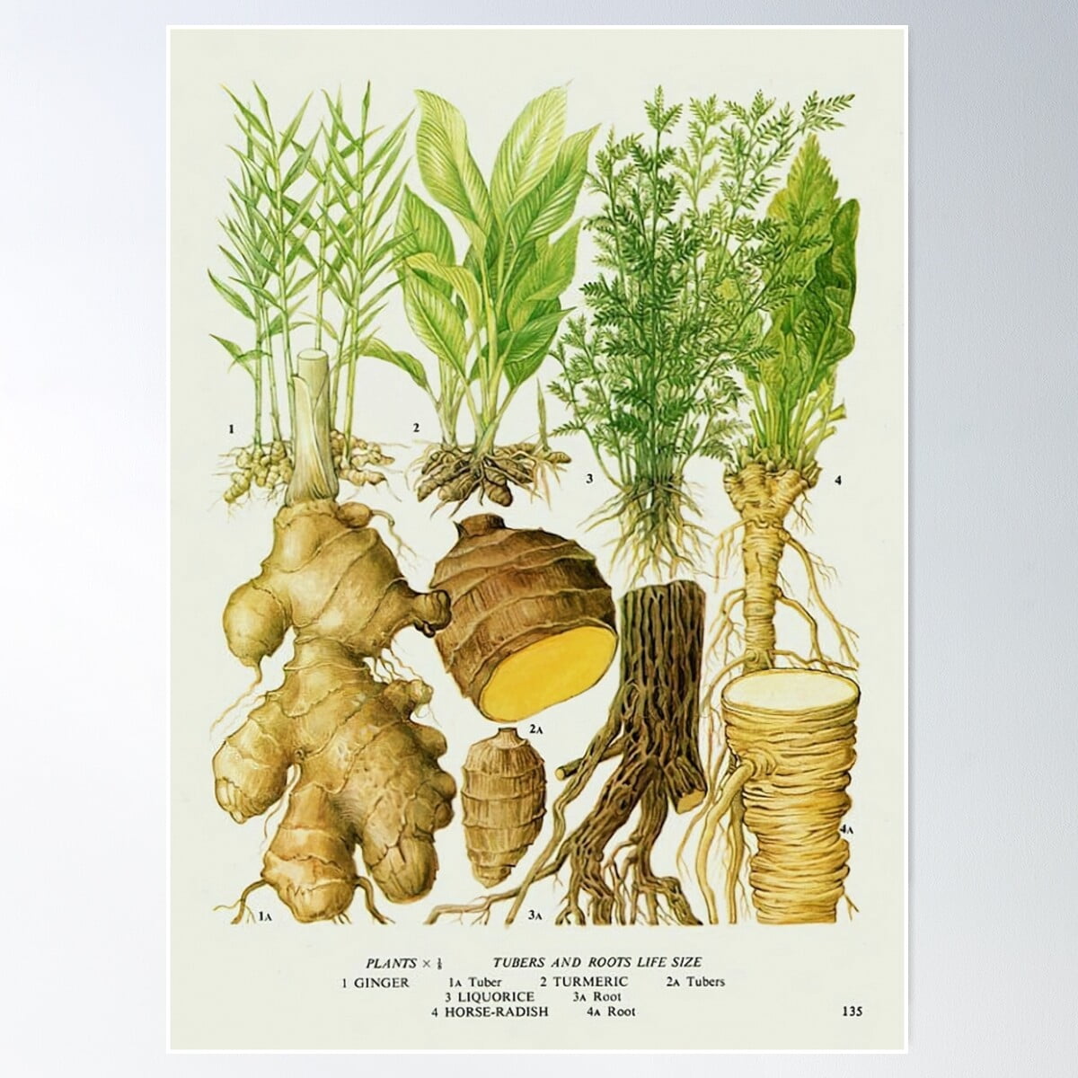 Ginger Life Cycle Poster Wall Art, Modern Wall Decor For Living Room ...