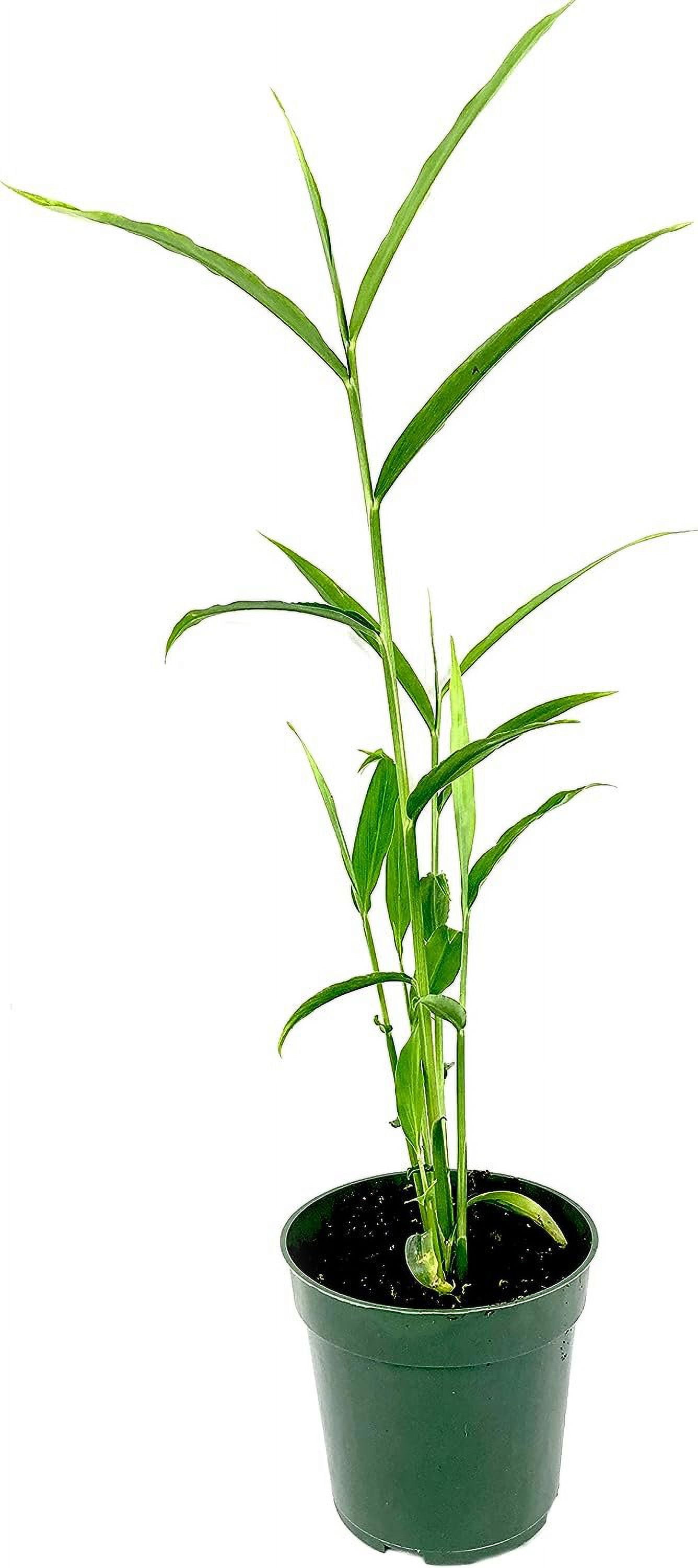 Ginger Plant - 3 Live Plants in 4 Inch Growers Pots - Zingiber ...