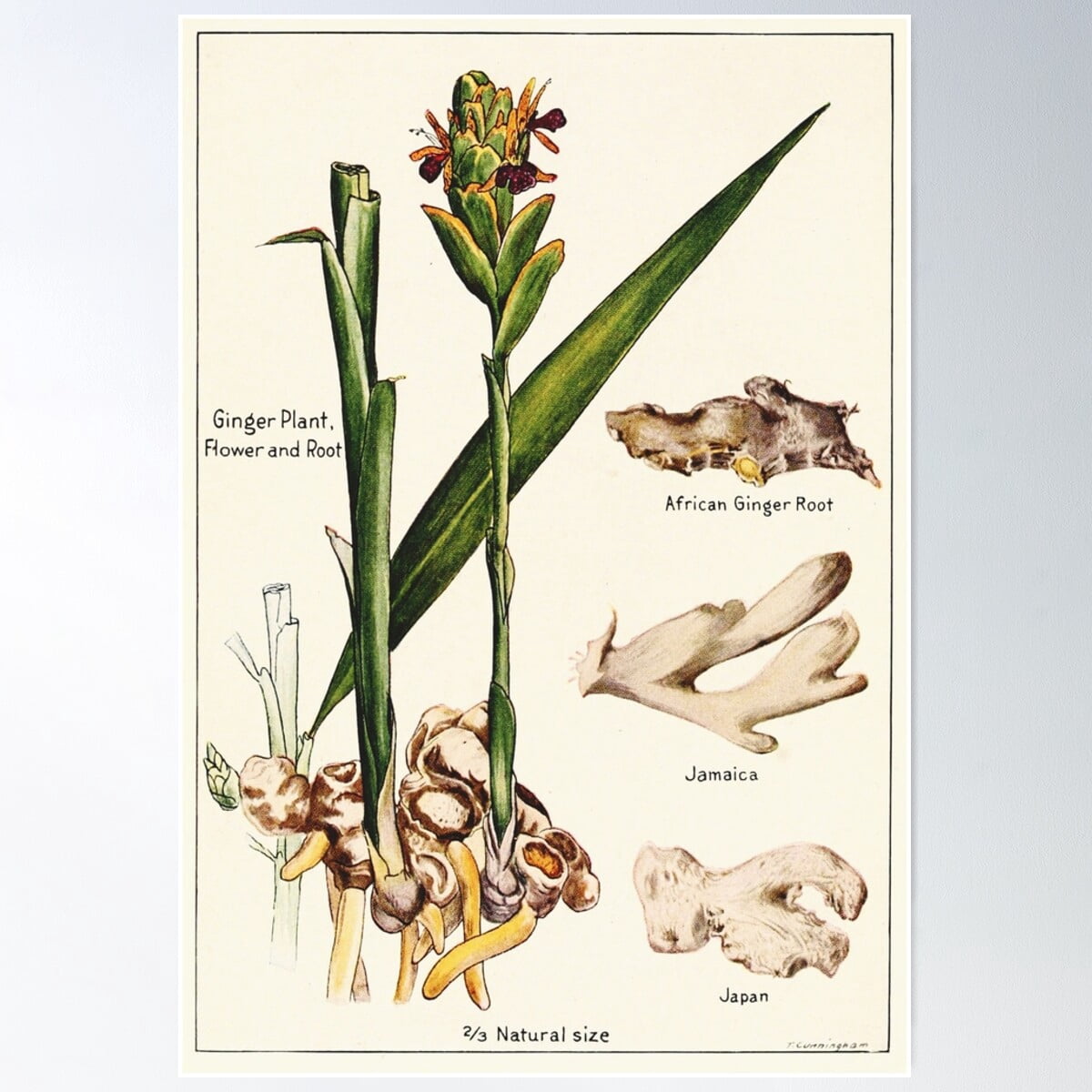 Ginger Plant Flower Root - Vintage Botanical Illustration Poster Wall ...