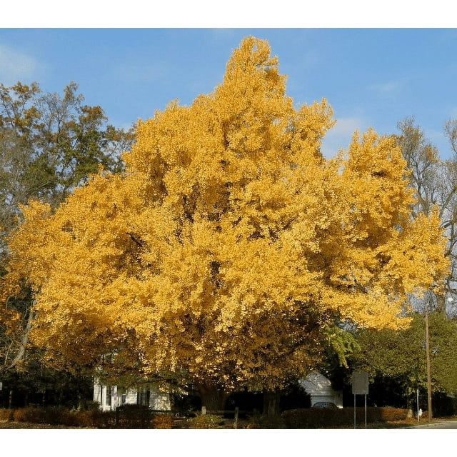 Gingko Biloba 'Maidenhair Tree' Plant in a 3.5 inch Pot---The Most ...