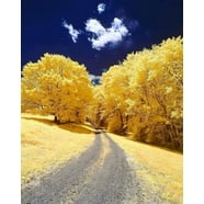 White Oak Tree Seedlings for Planting - 1 Yr Old Seedlings of Quercus ...