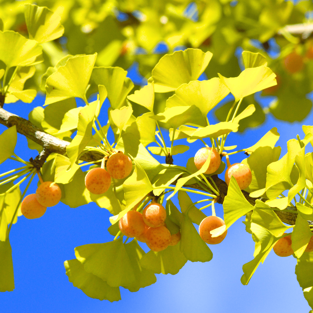 Ginkgo Biloba Tree Live Plant, Ginkgo Plant Starter, Outdoor Growing, 7 ...