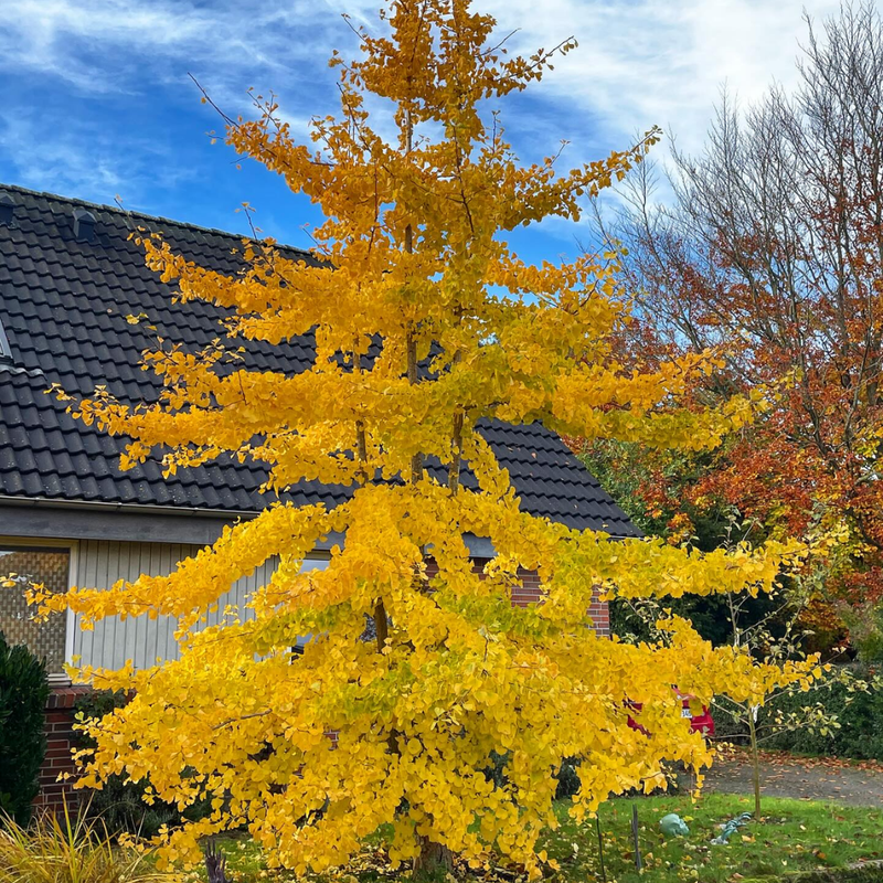 Ginkgo Live Plan, Well Rooted Ginkgo Tree Plant Live, Dormant Tree, 8 ...