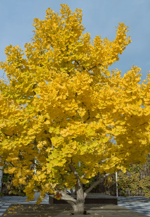 Ginkgo Tree Live Plant, Live Gingko Biloba Tree Seedling 6-8 Inches ...