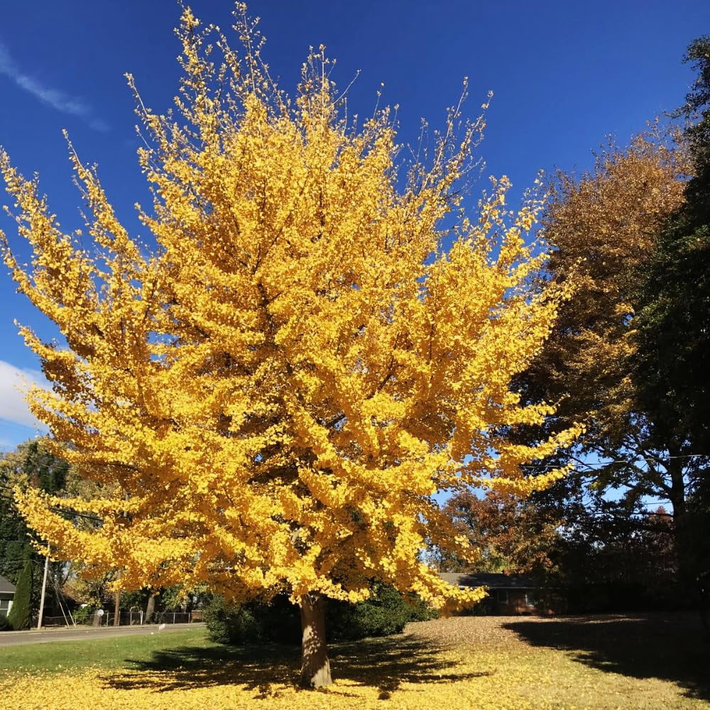 Ginkgo Tree Plant, 4 Inch Pot Hardy Ginkgo Tree Live Plant for Outdoor ...
