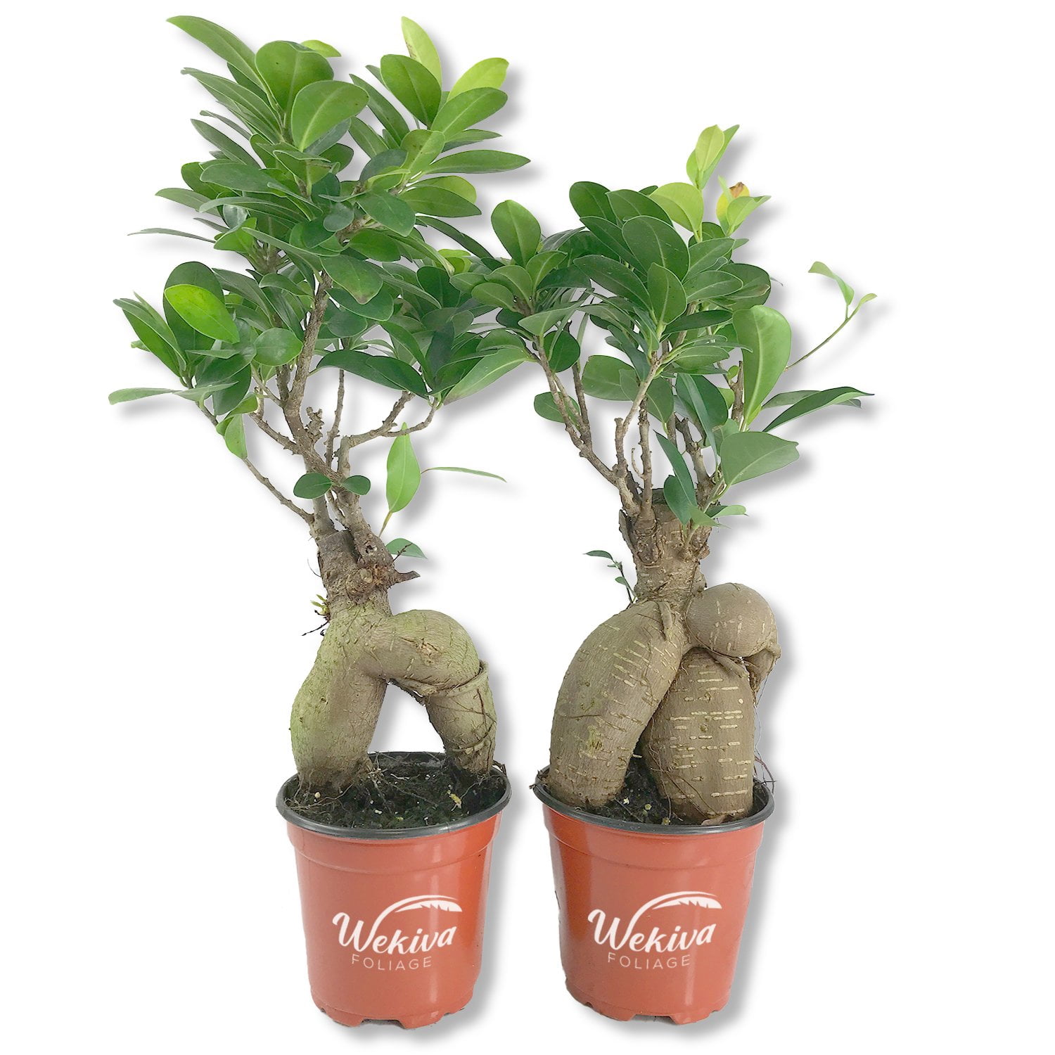 Ginseng Ficus Tree - 2 Live Plants in 4 Inch Pots - Ficus Microcarpa ...