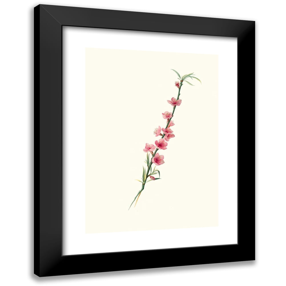 Giorgio Gallesio 11x14 Black Modern Framed Museum Art Print Titled ...