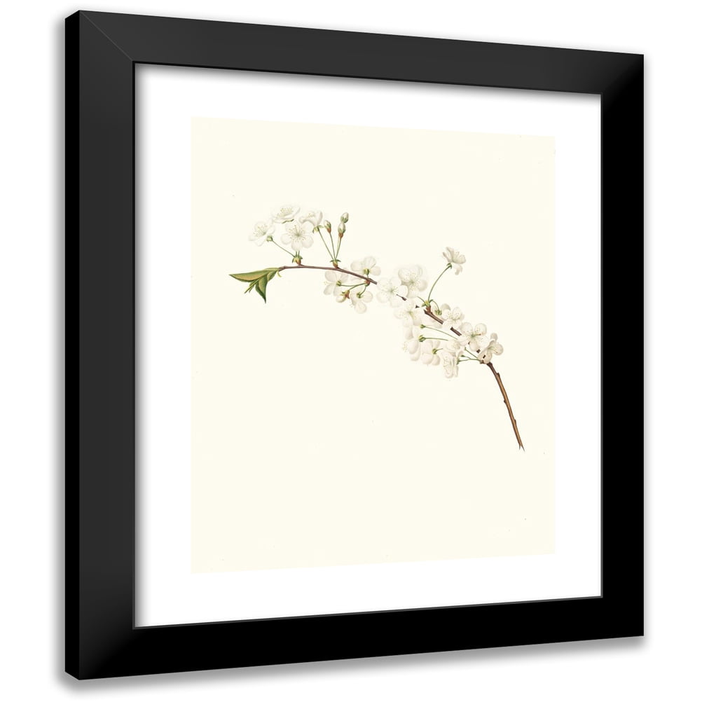 Giorgio Gallesio 12x14 Black Modern Framed Museum Art Print Titled ...