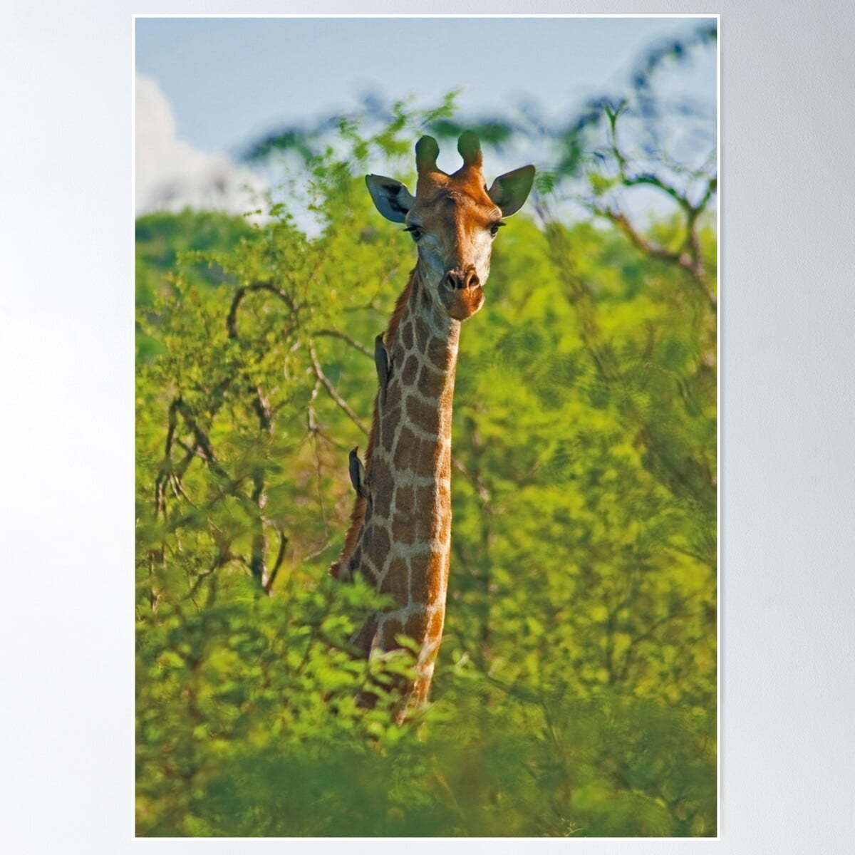 Giraffe (Giraffa Camelopardalis) Poster Wall Art, Modern Wall Decor For ...