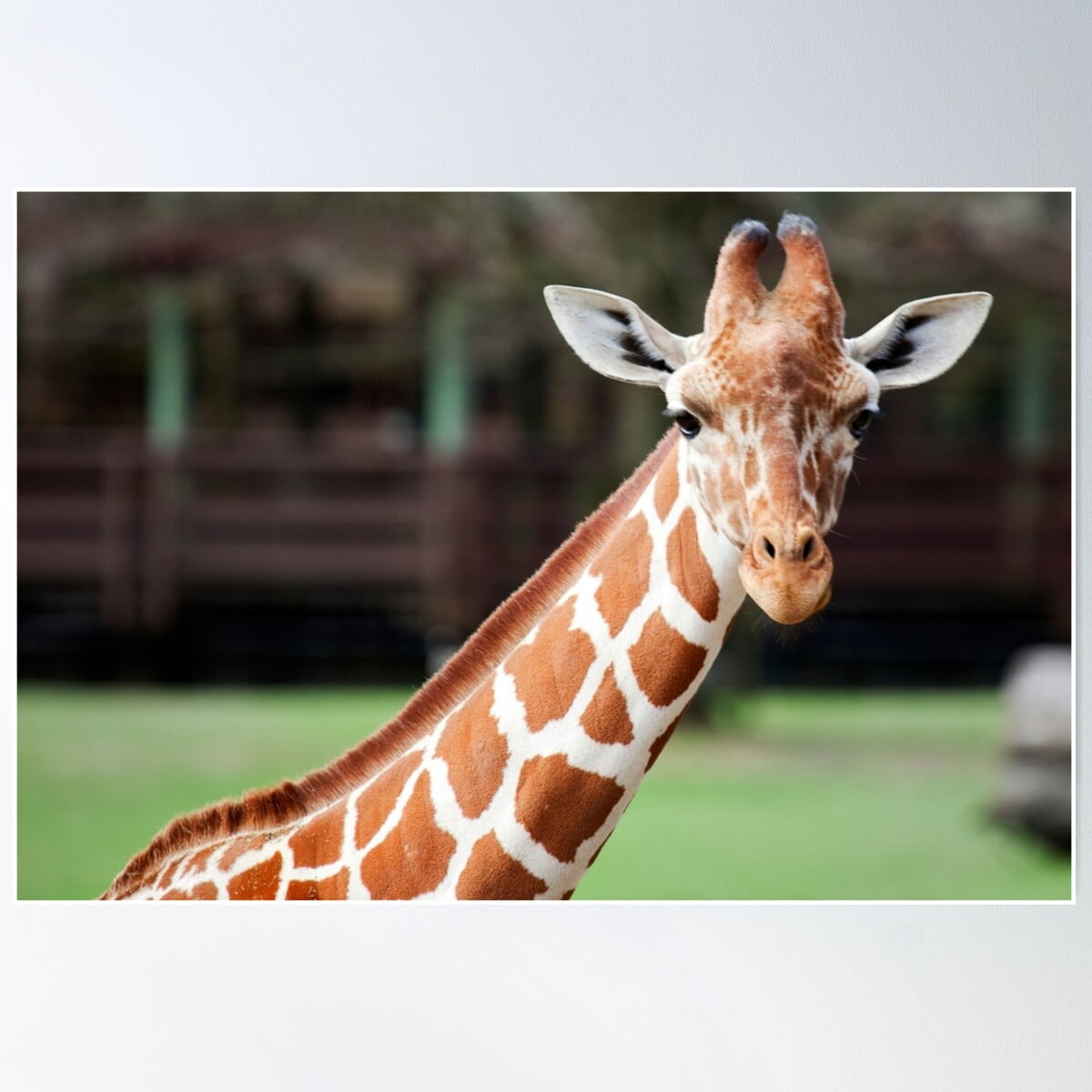 Giraffe Photograph | I Love Giraffes | Zoo Poster Wall Art, Modern Wall ...