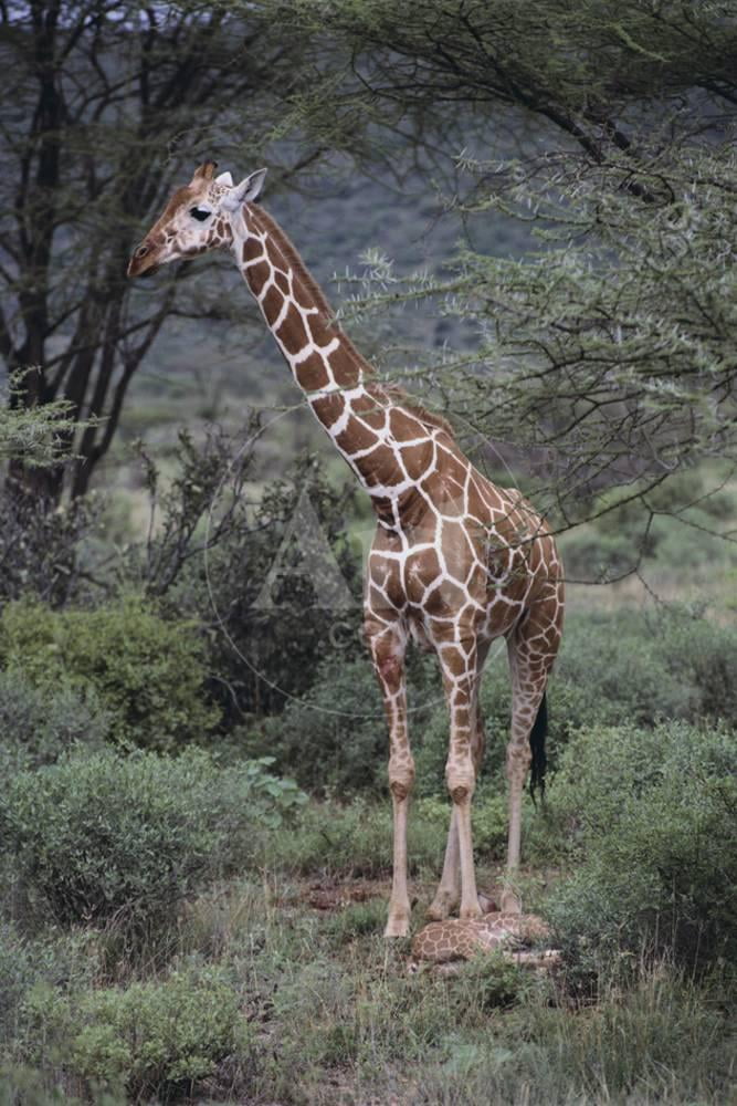 Giraffe Standing in the Trees, Animals Unframed Photographic Print Wall ...