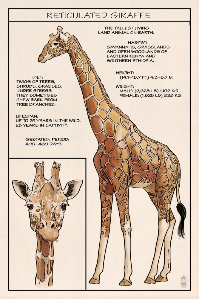 Giraffe, Technical (16x24 Giclee Gallery Art Print, Vivid Textured Wall ...