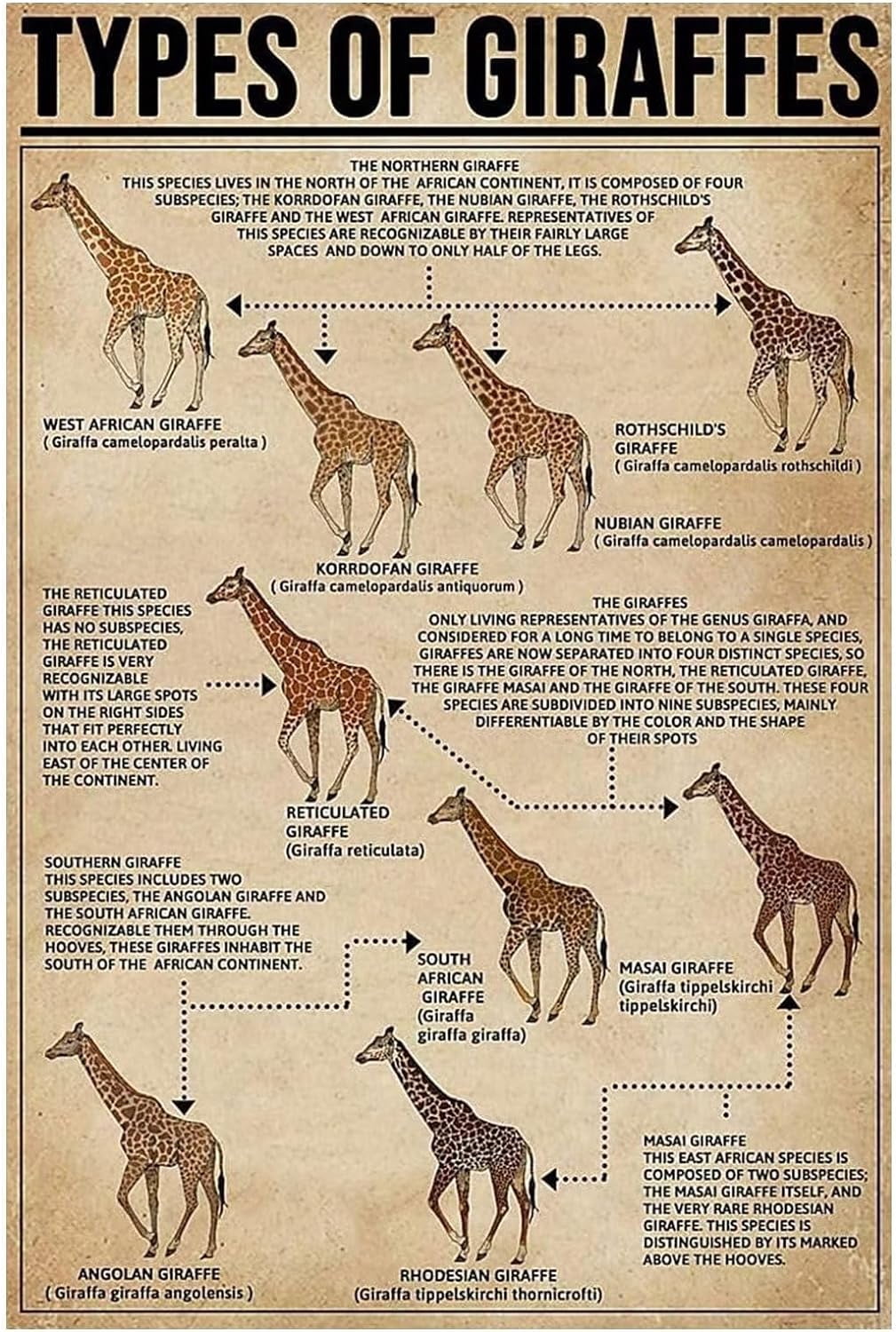 Giraffe Type Poster Animal Knowledge Wall Decor Chart Metal Sign Home ...