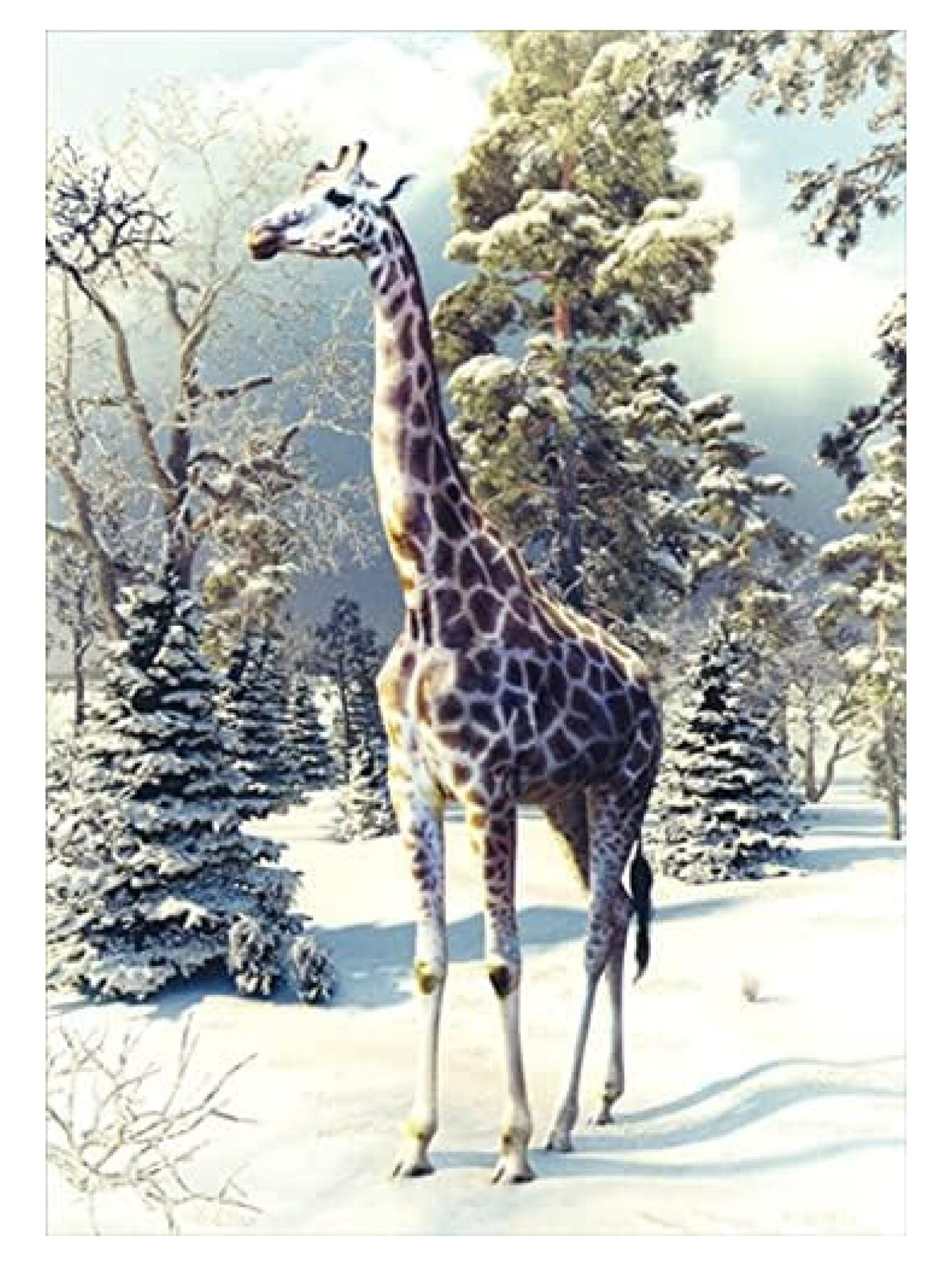 Giraffe Walking : Snow Covered Trees Box of 12 Christmas Cards ...