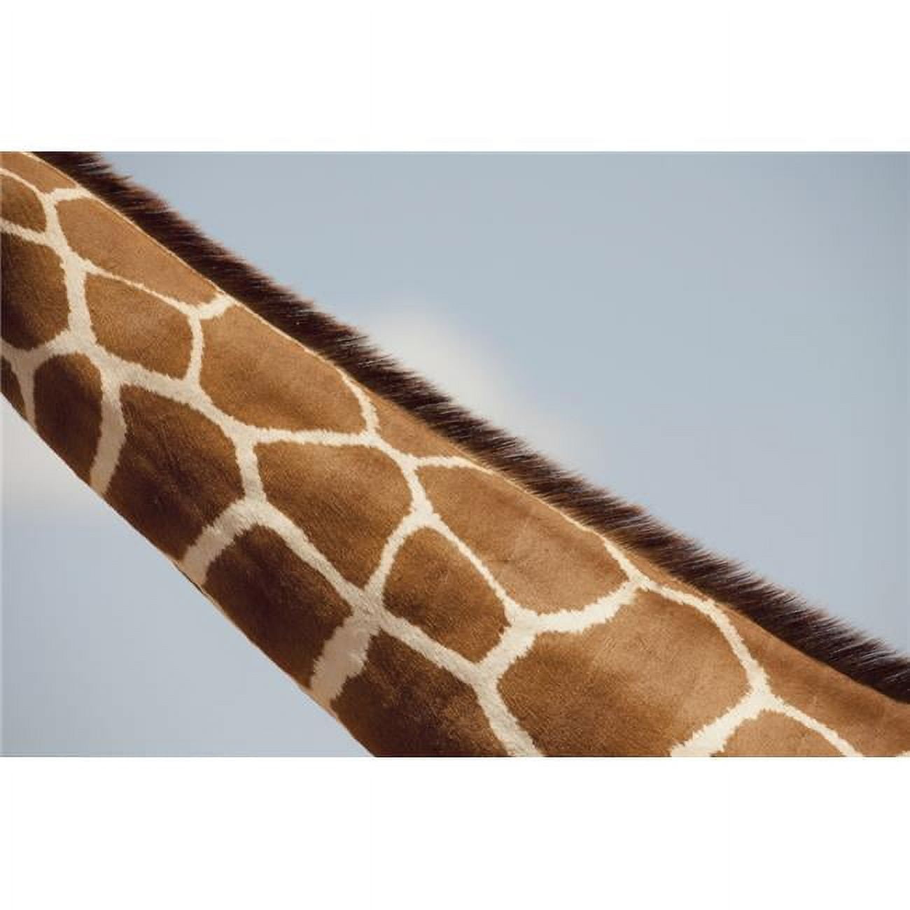 Giraffes Neck Kenya Africa Poster Print - 18 x 12 - Walmart.com