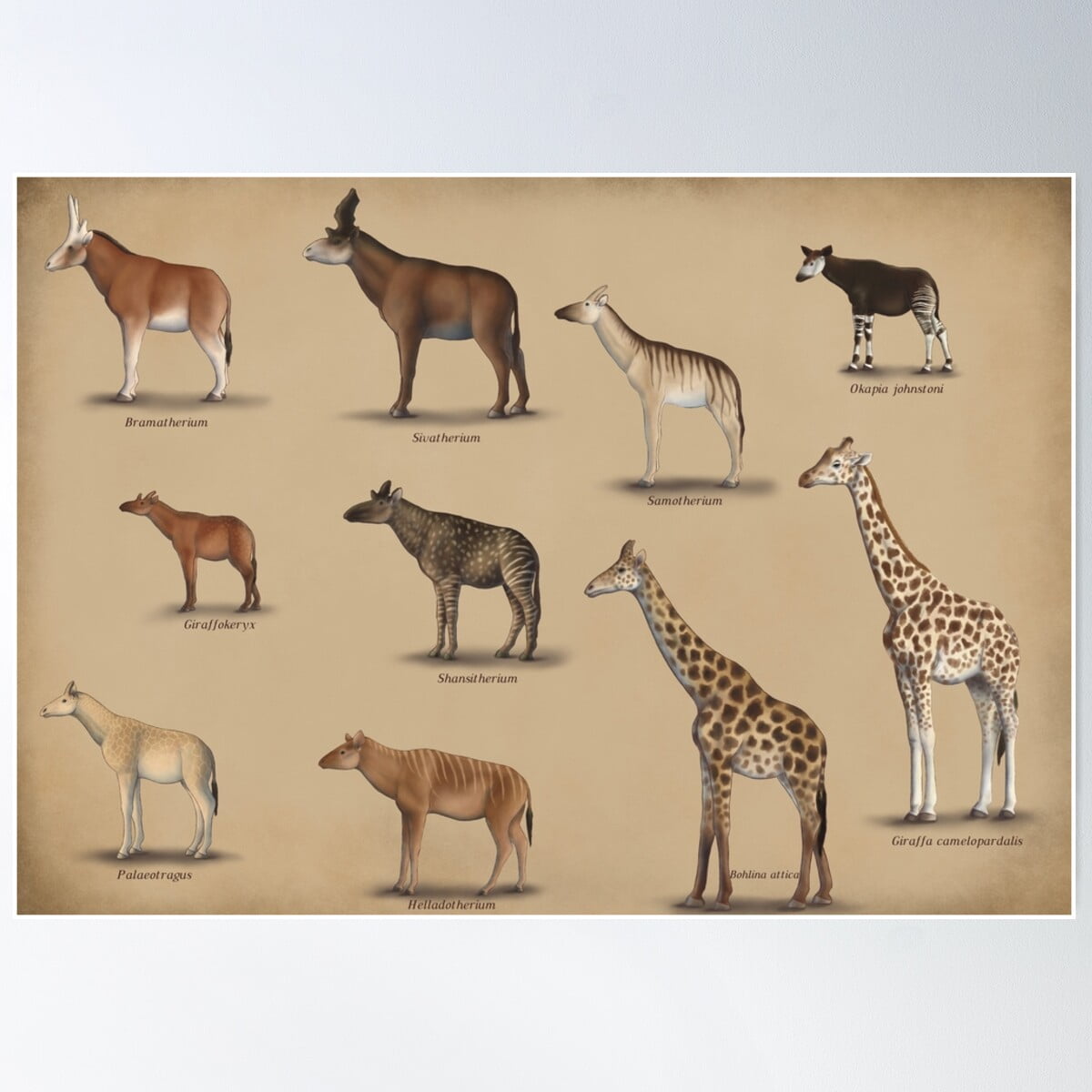 Giraffidae- Giraffe, Okapi, And Their Extinct Relatives. Poster Wall ...