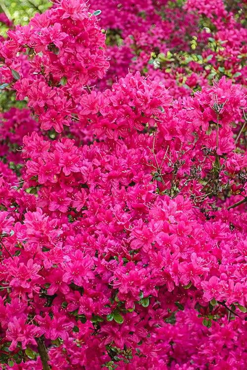 Girard's Renee Michelle Azalea-Evergreen Shrub-Vibrant Pink Blooms 3 ...