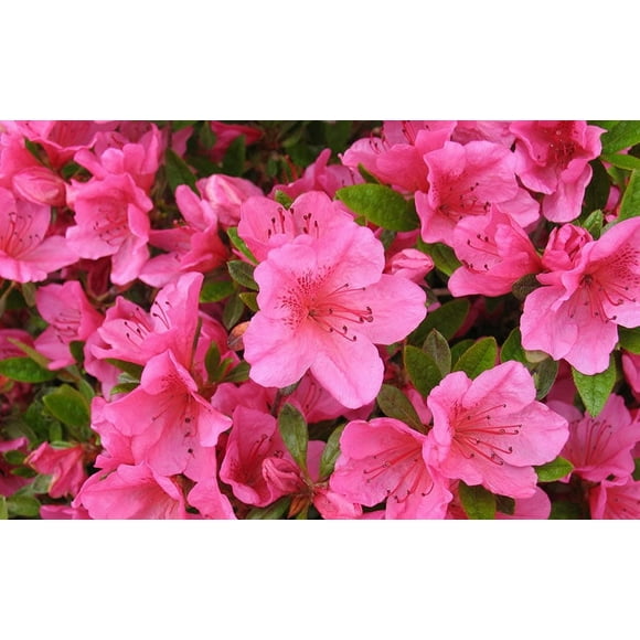 Azalea Bushes in Garden Bushes - Walmart.com