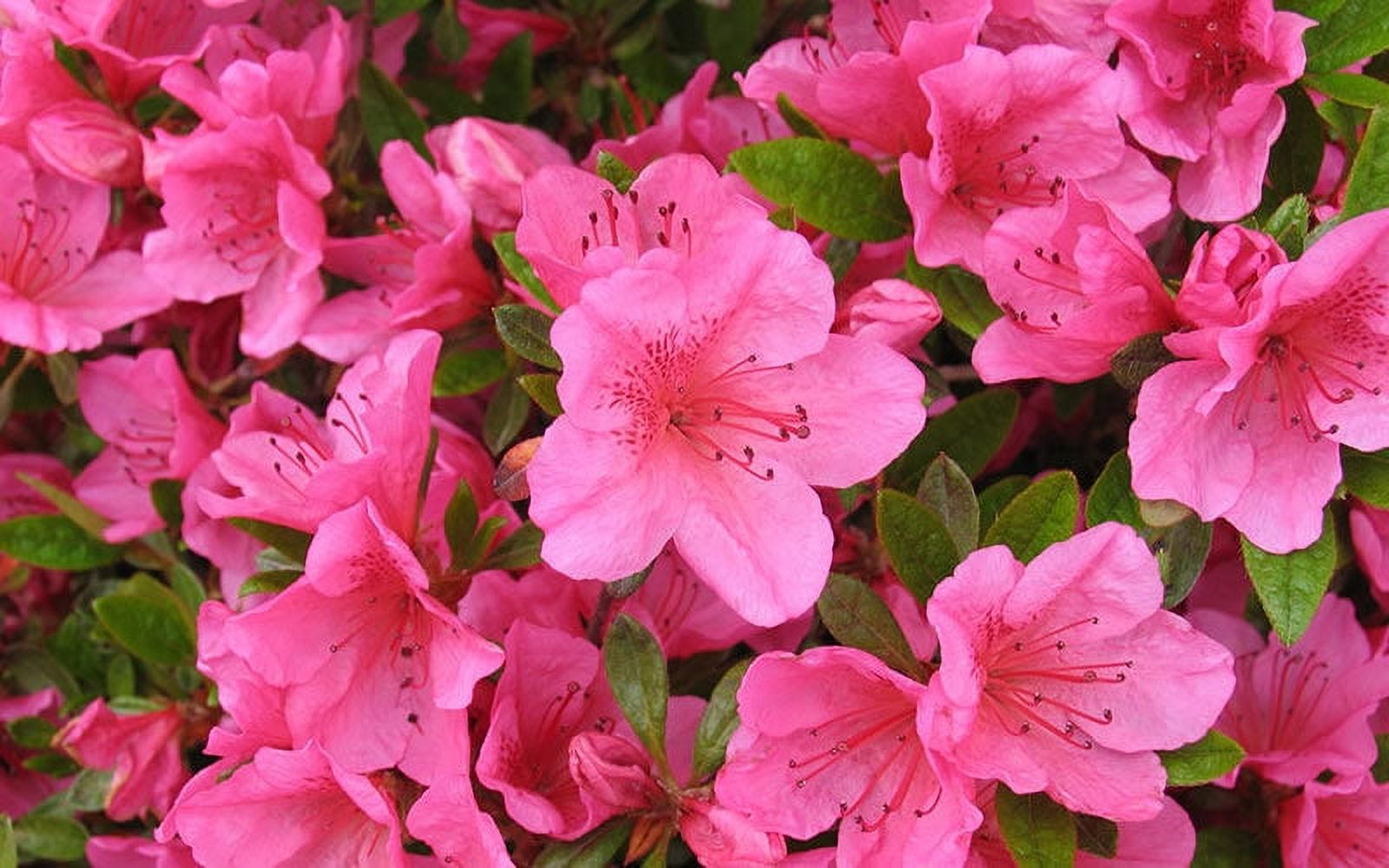 Girards Renee Michelle' Azalea, Deep Pink Blooms, Evergreen Shrub, Cold ...