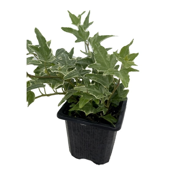 Glacier English Ivy - Hedera - Easy to Grow House Plant, 2.5" Pot ...