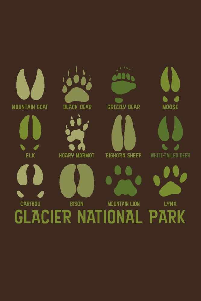 Glacier National Park, Montana, Animal Tracks (24x36 Giclee Gallery Art ...