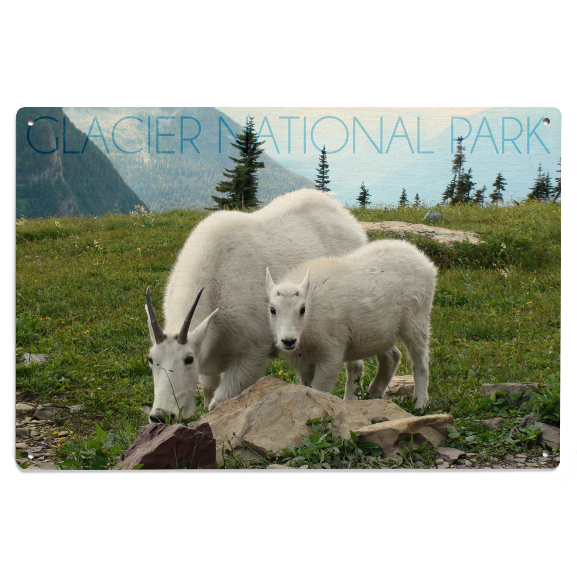 Glacier National Park, Montana, Goats Birch Wood Wall Sign (6x9 Rustic ...