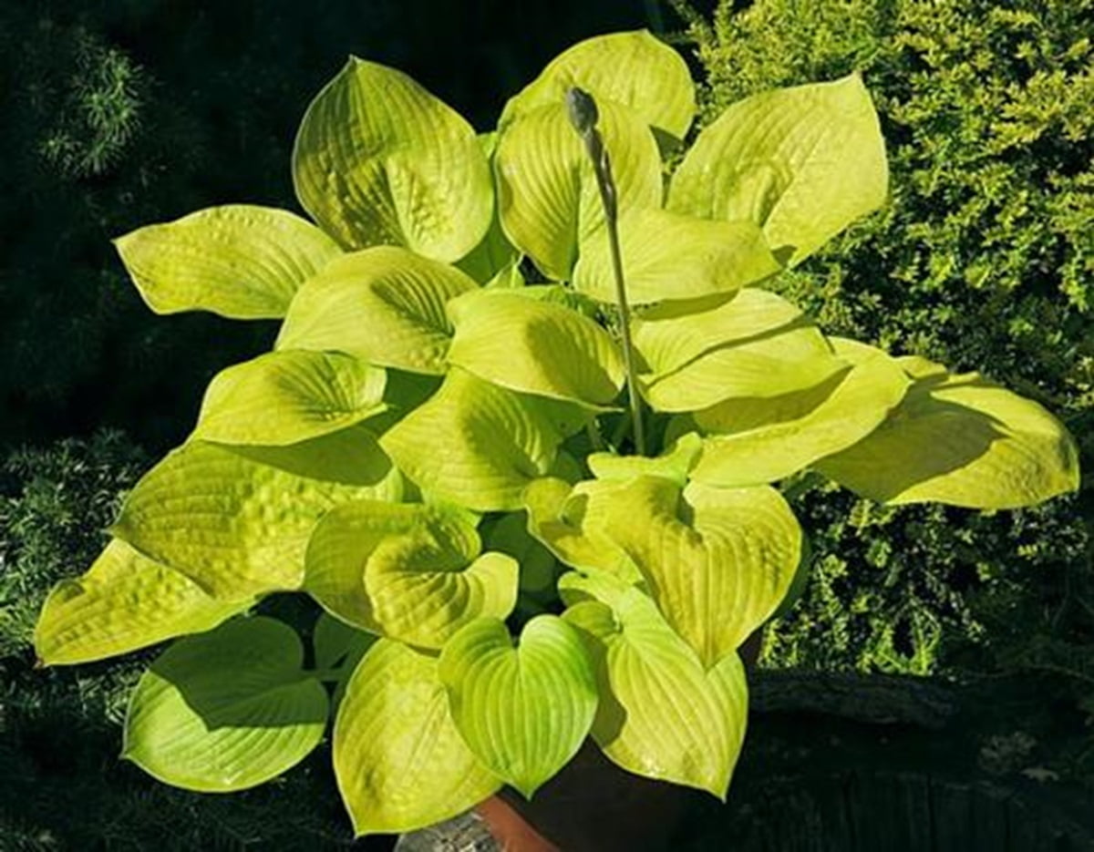 Glad Tidings Hosta - Shade Perennial - 4" Pot - Walmart.com