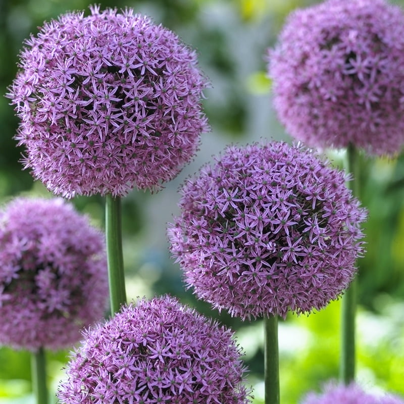 Gladiator Allium Flower Bulb - Attracts Butterflies and Hummingbirds ...