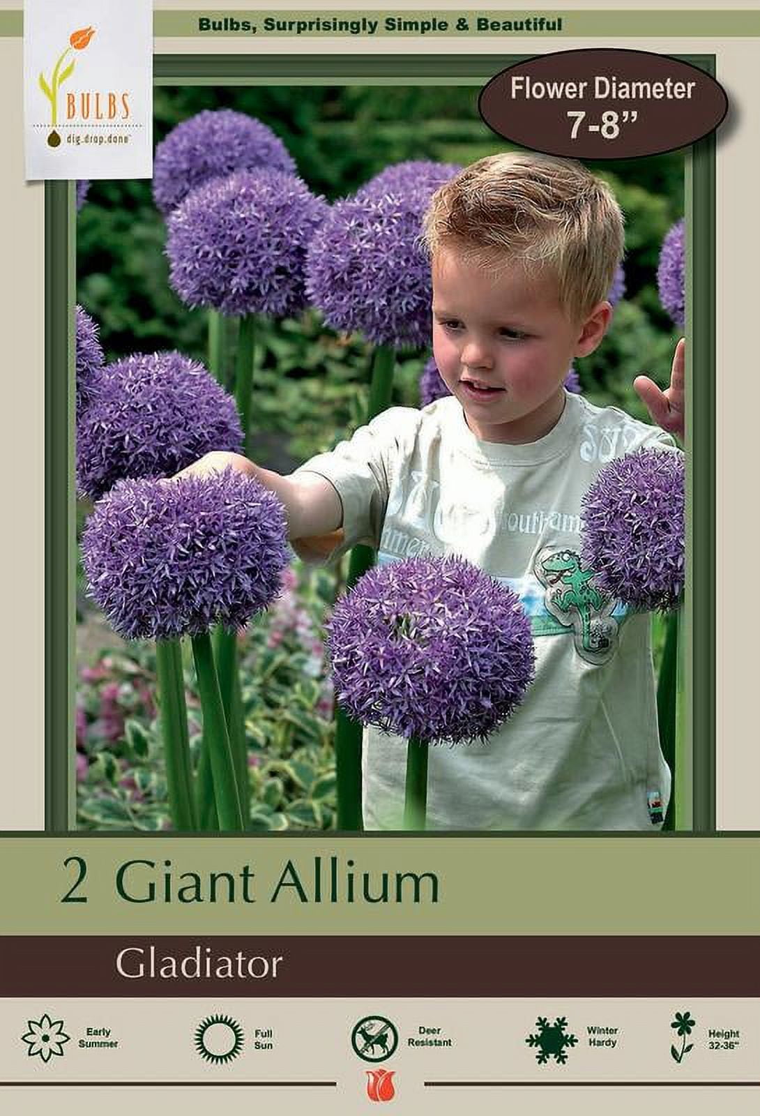 Gladiator Flowering Onion Allium 2 Bulbs - Deer Proof! - 18/+ cm ...