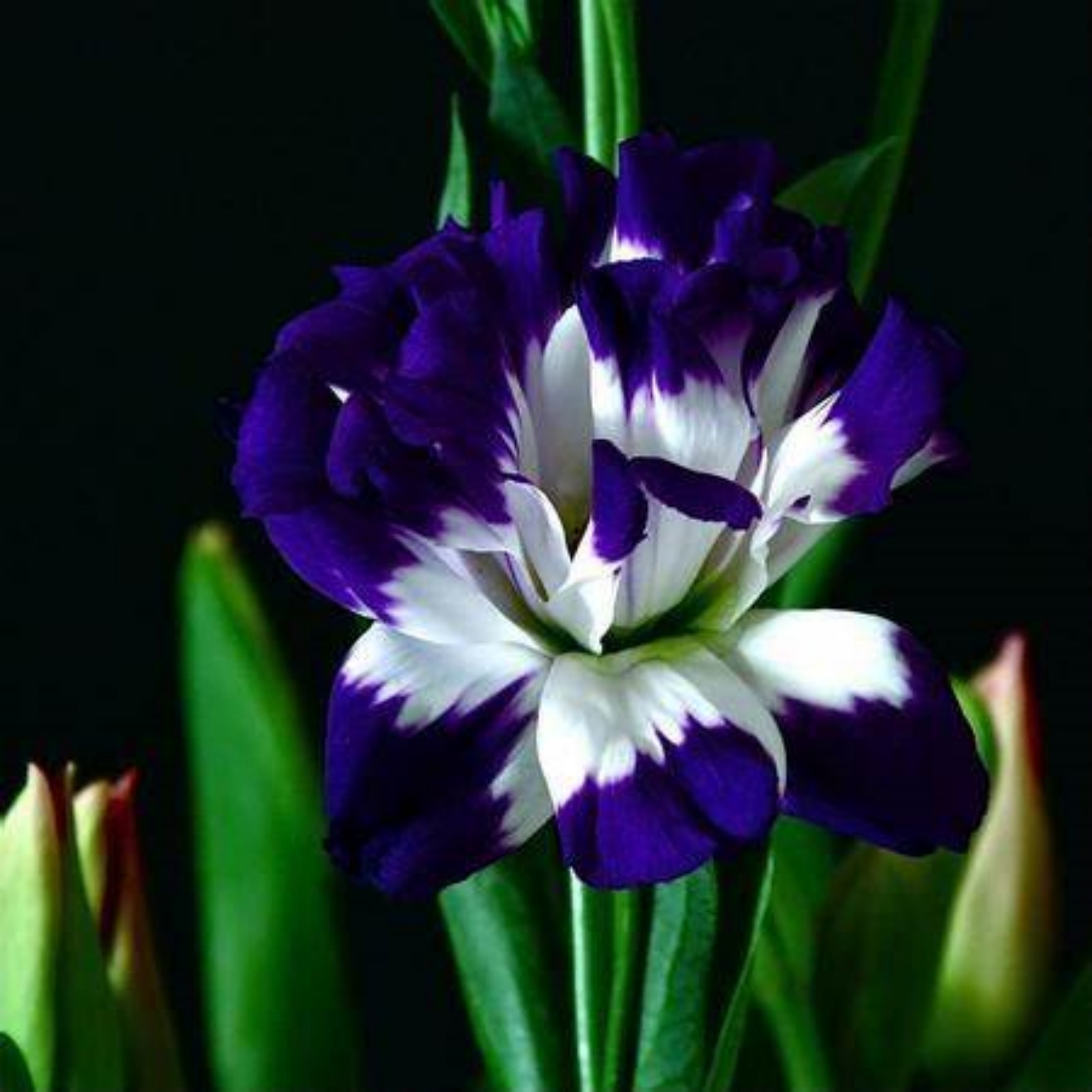 Gladiolus/----Beautiful Flower Plant Home Garden - Walmart.com