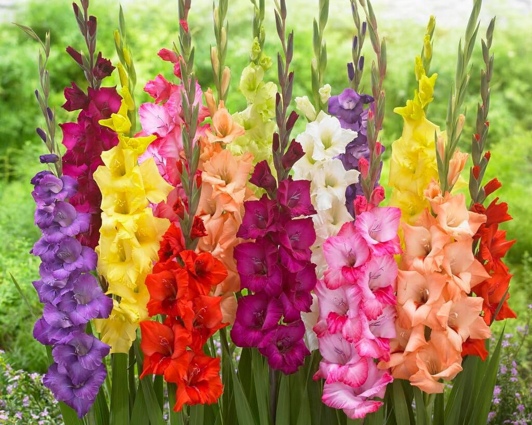 Gladiolus Bulbs, Mixed Colors - Sword Lily, Easy to Grow Perennial (5 ...