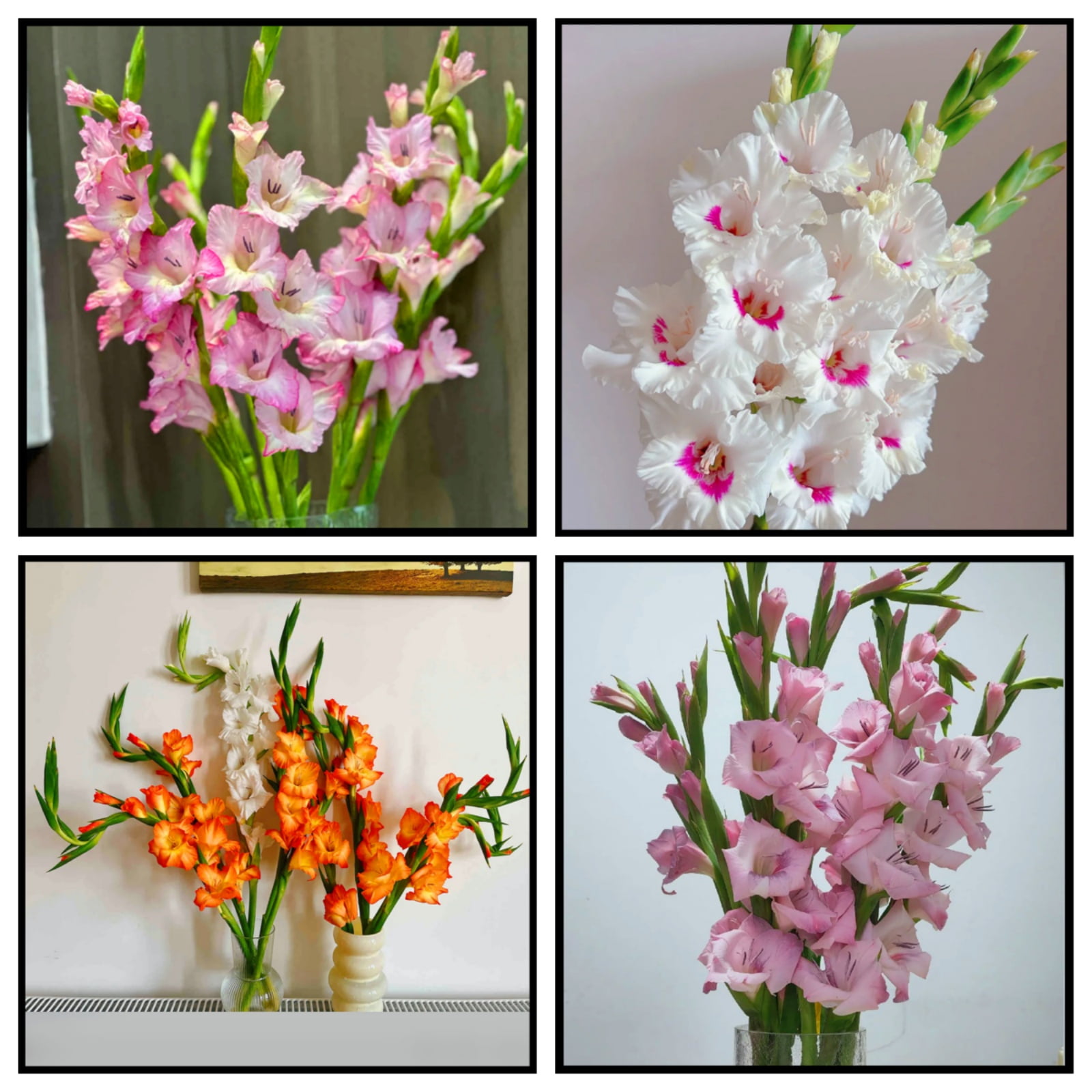 Gladiolus-Lovely GladiolusTubers Bulk Bulbs Flower Plant Planted ...