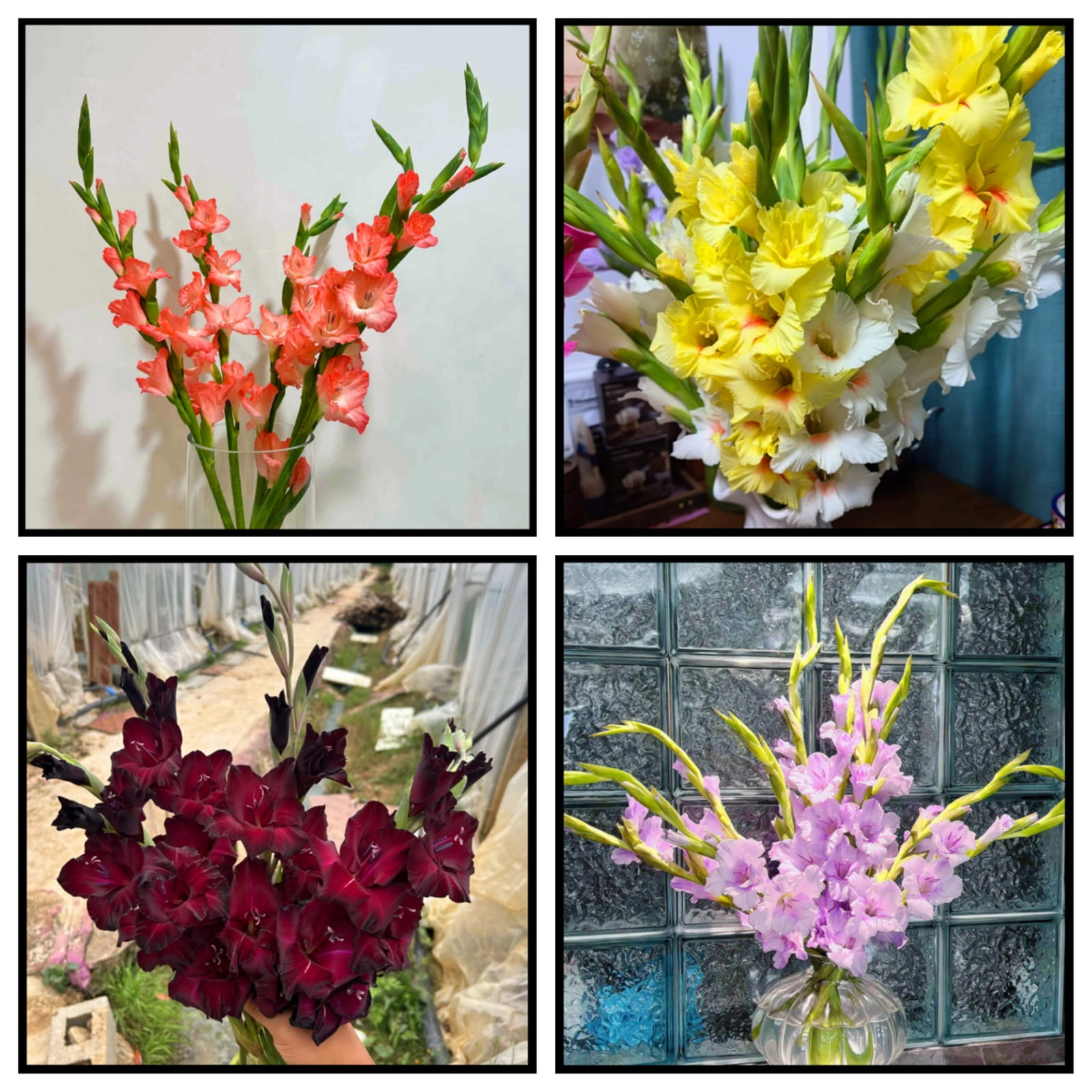 Gladiolus-Lovely GladiolusTubers Bulk Bulbs Flower Plant Planted ...