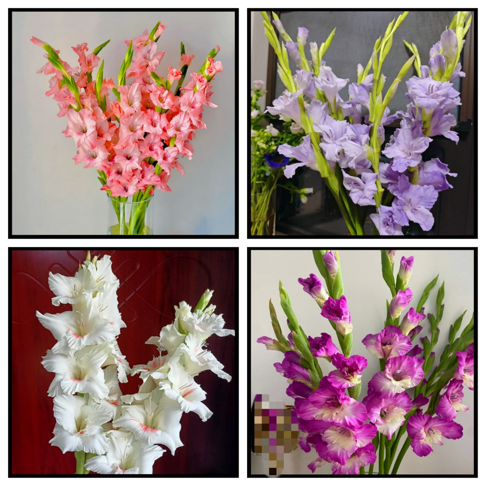 Gladiolus-Lovely GladiolusTubers Bulk Bulbs Flower Plant Planted ...