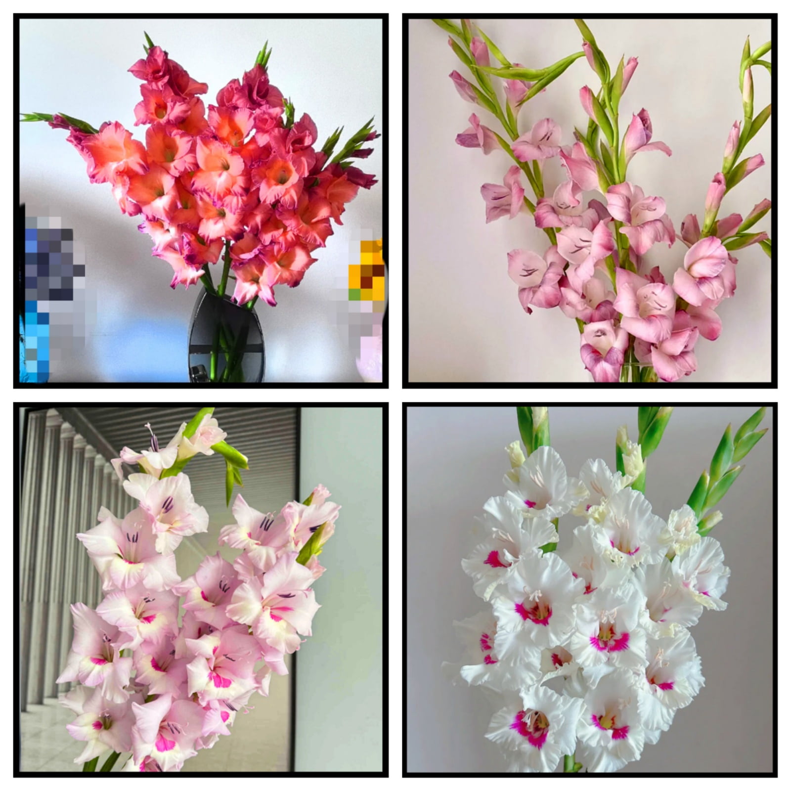 Gladiolus-Lovely GladiolusTubers Bulk Bulbs Flower Plant Planted ...