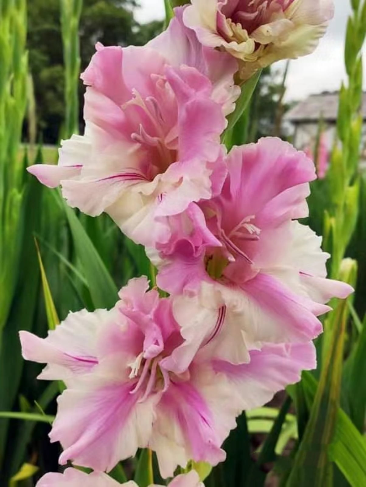 Gladiolus Ornament Enjoyable Perennial Garden Planting Pots Surprise to ...