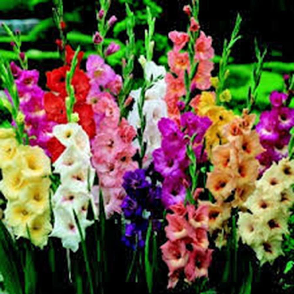 CZ Grain Gladiolus Perennial Sword Lily Plants Bulbs, Easy to Grow, 10 ...