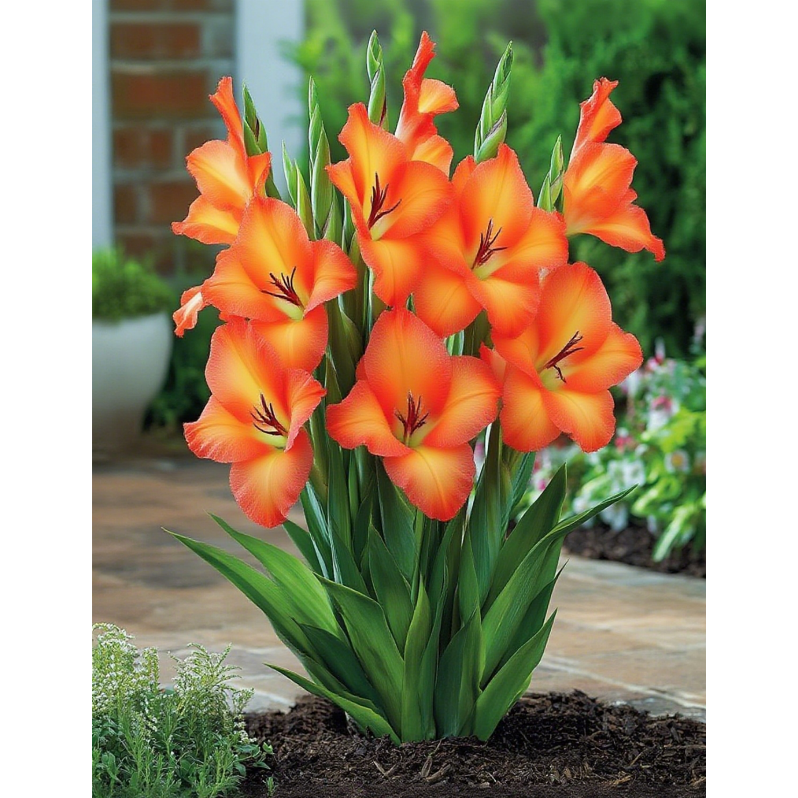 Gladiolus-Plants For Planting - Garden Elegance Decoration - Premium ...