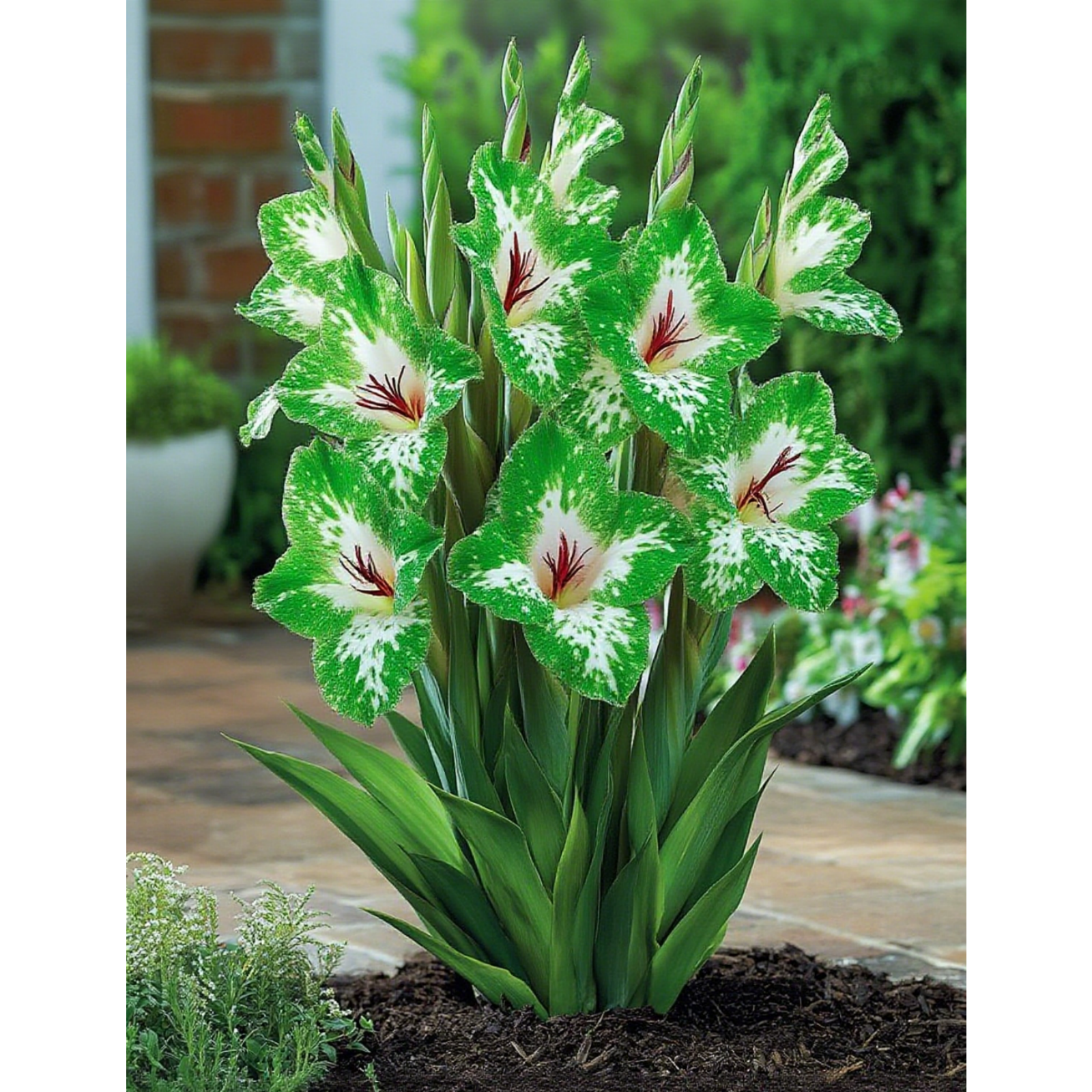 Gladiolus-Plants For Planting - Garden Elegance Decoration - Premium ...