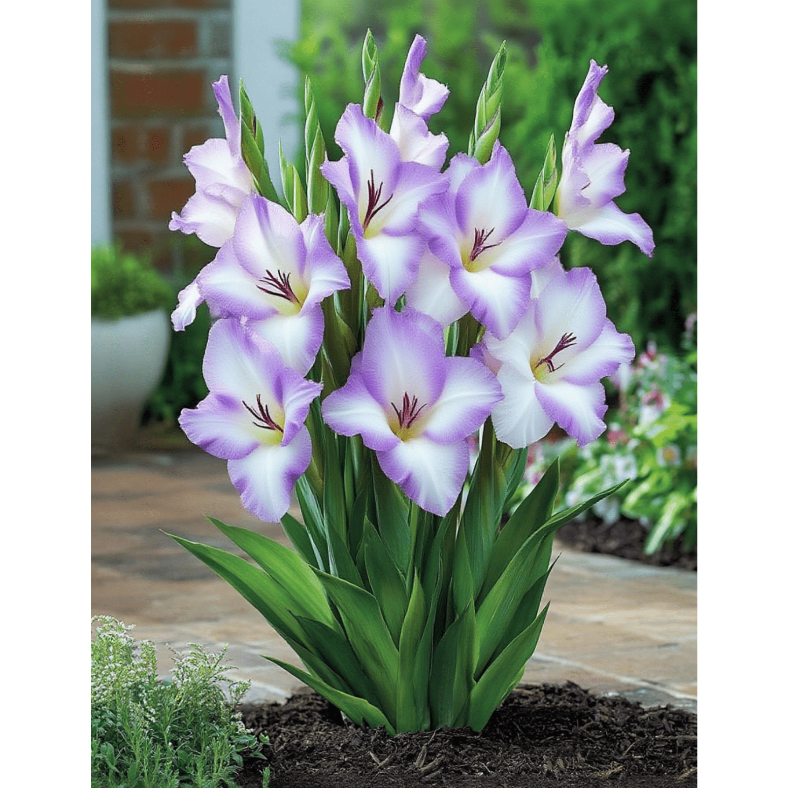 Gladiolus-Plants For Planting - Garden Elegance Decoration - Premium ...