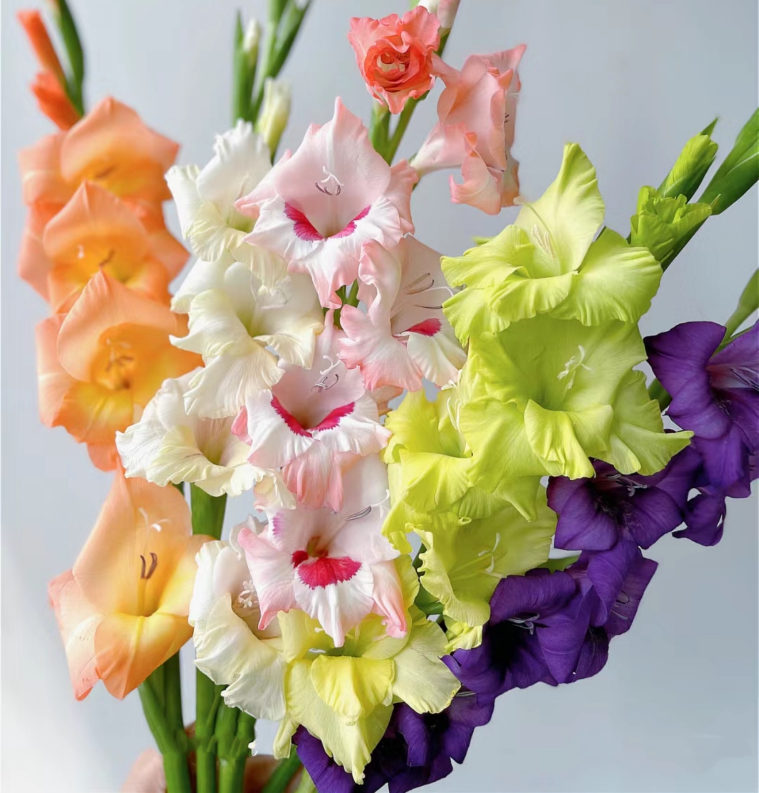 Gladiolus bulbs , exotic , floral decoration ，colorful bulbs ...