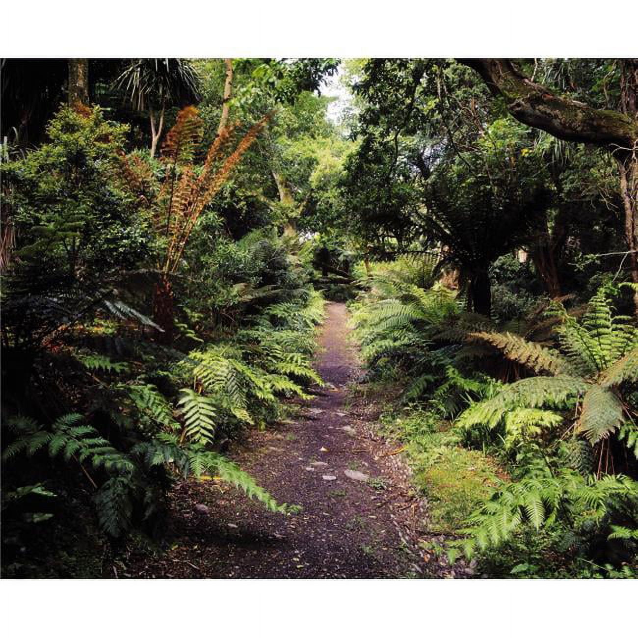 Glanleam Co Kerry Ireland - Path in The Woods At A Country House ...