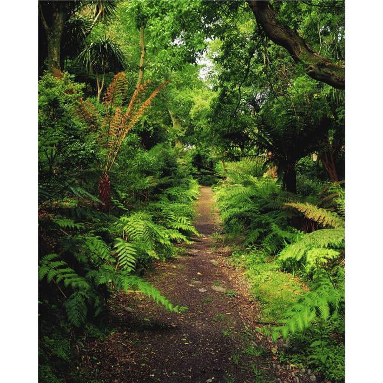 Glanleam Co Kerry Ireland - Pathway Lined by Tree Ferns Dicksonia ...