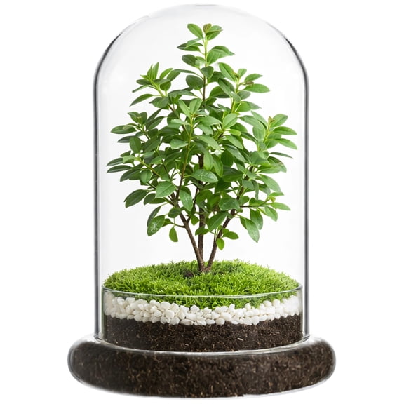 Shop Glass Cloche Domes for Gardens and Decor in Patio and Garden