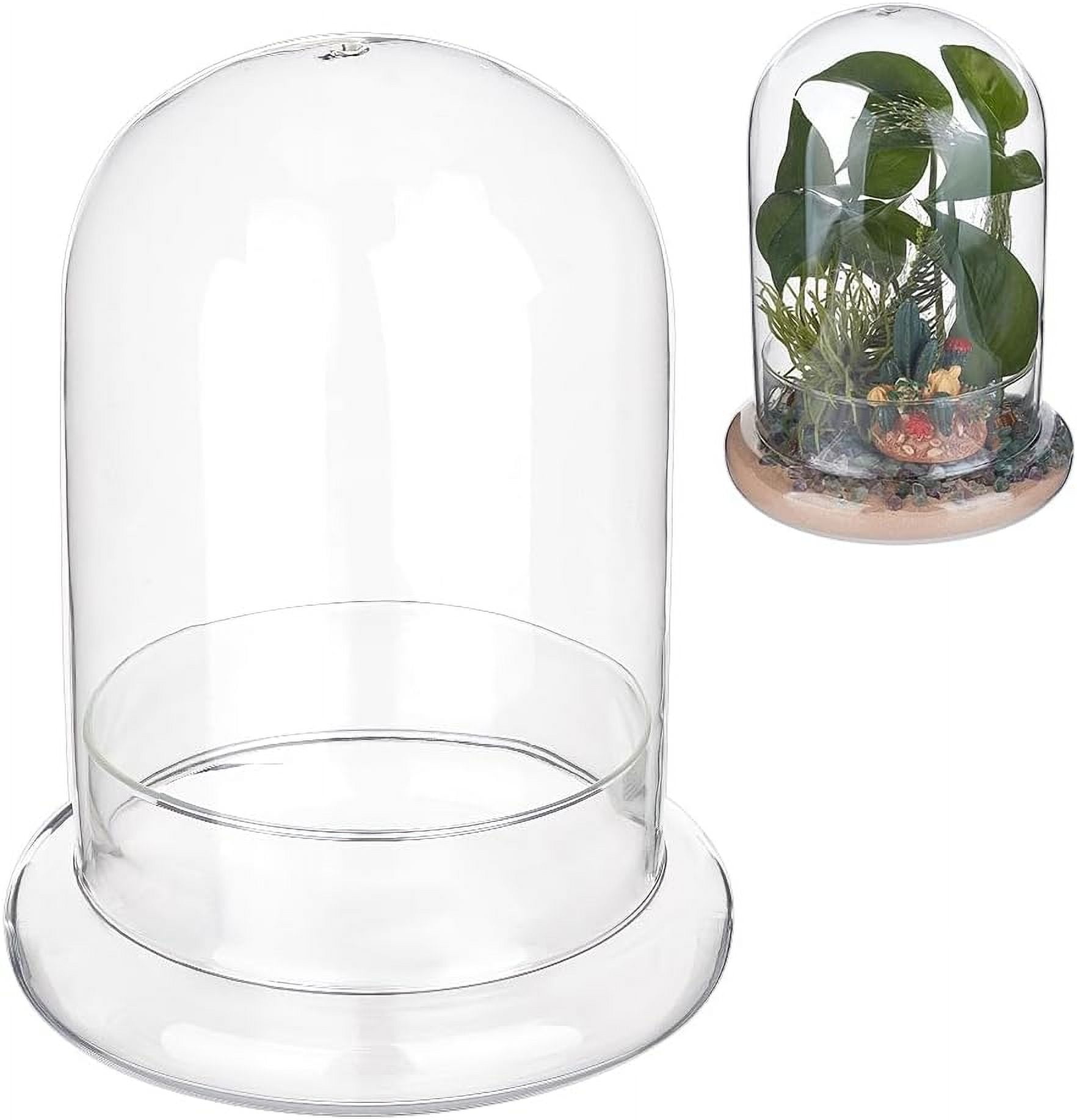 Glass Dome Cover Decorative Display Case Cloche Bell Jar Terrarium ...