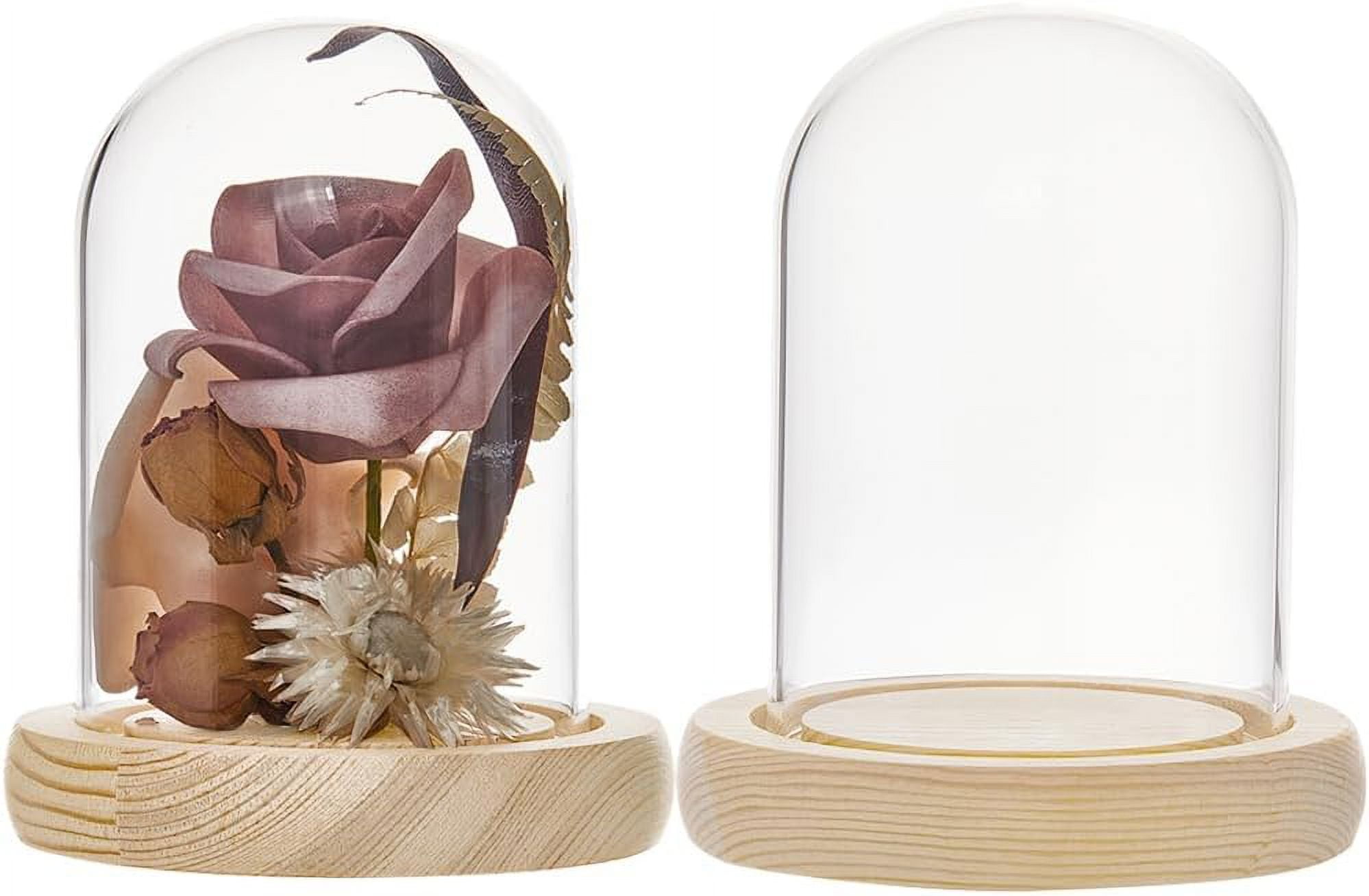 Glass Dome Cover Decorative Display Case Cloche Bell Jar Terrarium with ...